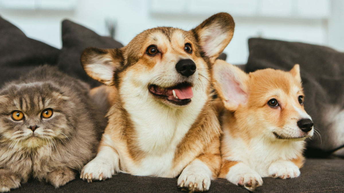 5 Ways To Get Your Own Pet In Germany | expatrio.com